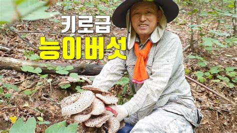 능이버섯 한 배낭 가득 배낭이 무거워서 하산 집에 가져와서 손질 후 보관까지 youtube