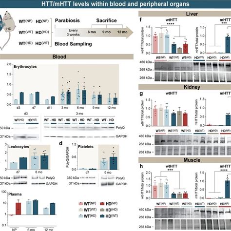 impact of parabiosis on cortical htt mhtt levels of download