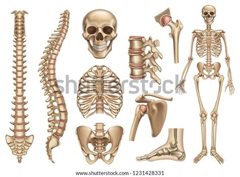 인간 골격구조두개골 척추 갈비뼈 골반 관절이해부학과 스톡 벡터로열티 프리 1231428331