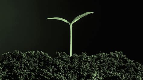 Banana Acai Mints Strain Cannabis Information And Review Kushy Dreams