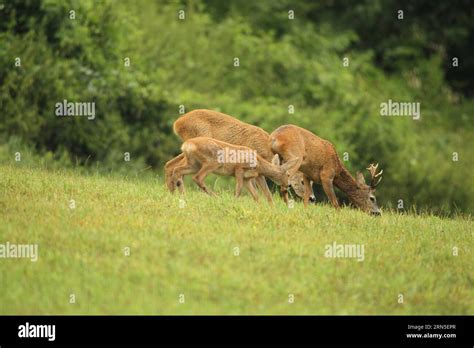 Buck And Doe Hi Res Stock Photography And Images Alamy