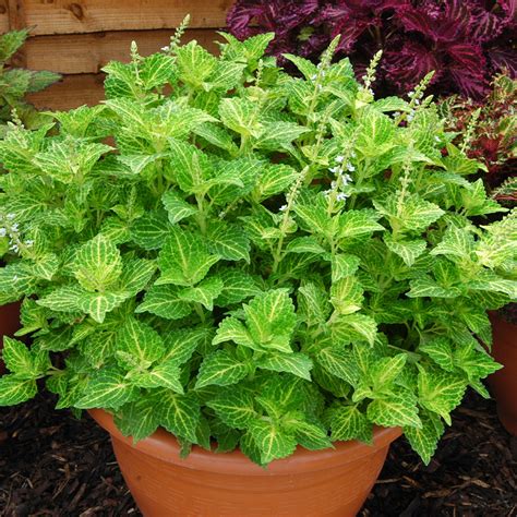 Shop Coleus Electric Lime J Parkers
