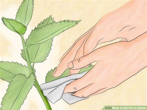 4 Ways To Get Rid Of Aphids WikiHow