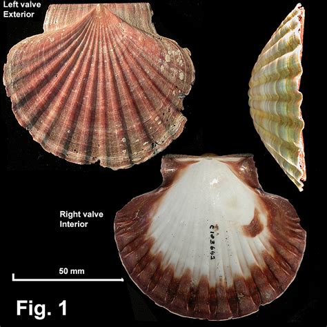 Pecten Fumatus