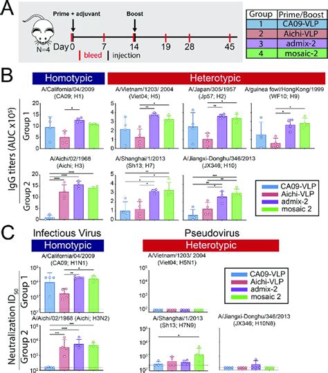 Immunizations With Ha Vlps A Schematic Of The Immunization Protocol