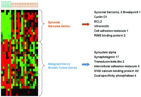 Distinct Expression Patterns Of The Second Step 35 Gene Classifier In