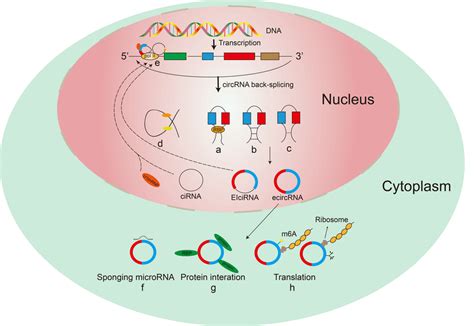 Biogenesis And Function Of Circrna A Rbp Driven Circularization B