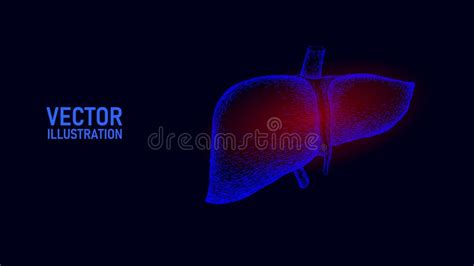 Drawing Line Art Anatomical Human Liver Silhouette Healthy Medicine