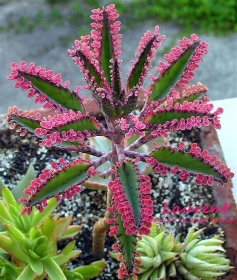 La Planta Mala Madre Crecimiento Y Cuidados Succulent Avenue