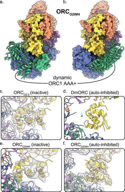 Figures And Data In The Dynamic Nature Of The Human Origin Recognition