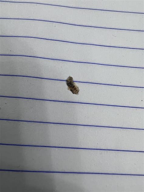 Are These Dead Bed Bugs 2 Diff Bodies Rbedbugs