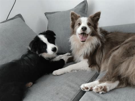 Border Collie shredder : r/BorderCollie