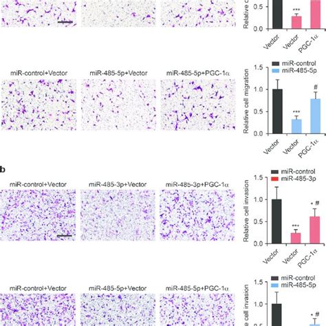 Restoration Of Pgc 1α Relieves The Inhibition Of Breast Cancer Cell