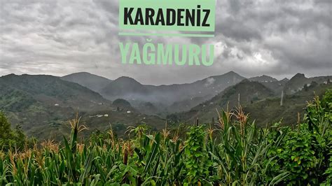 Karadenİzde YaĞmur Mısır Tarlasına Fındık Bahçesine Düşen Yağmurun