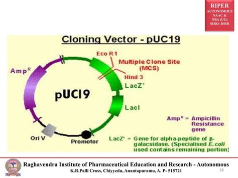Gene Mapping And Cloning Pptx