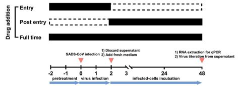 Procedure Of The Time Of Addition Assay Cells Were Divided Into Four Download Scientific