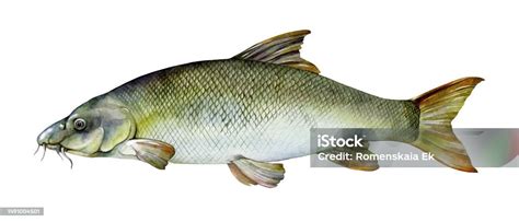 Watercolor Common Barbel Hand Drawn Fish Illustration Isolated On White