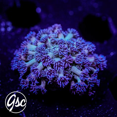 Goniopora Alveopora Golden State Corals