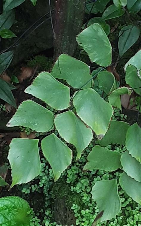 How To Propagate Adiantum Macrophyllum Propagate One