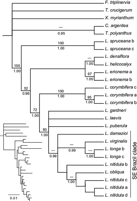 Majority Rule Consensus Tree Derived From A Bayesian Analysis Of The
