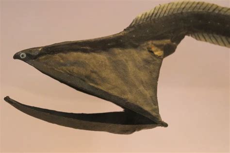 Pelican Eel Facts Diet Habitat And Pictures On Animaliabio