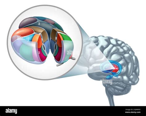 Diencephalon Parts 3d