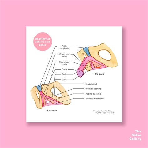The Clitoris And Penis • Anatomy • Educational Art Print • The Vulva