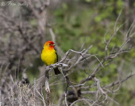 Male Western Tanager Feathered Photography