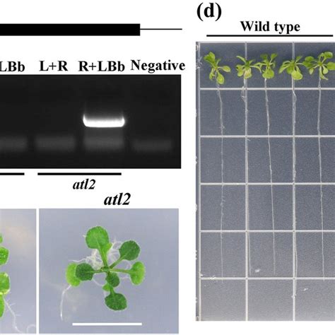 The Atl Mutant Phenotype In Growth And Development A Diagram Of The Download Scientific