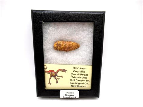 Coprolite Triassic Dinosaur 14 Fossils For Sale