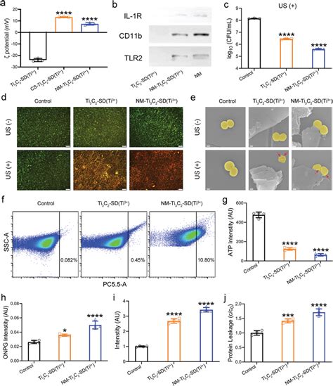Sonodynamic Bactericidal Performance Of Nm‐ti3c2‐sdti³⁺ A Surface Download Scientific