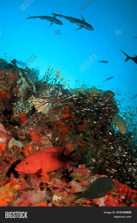 Coral Trout Grouper Image And Photo Free Trial Bigstock