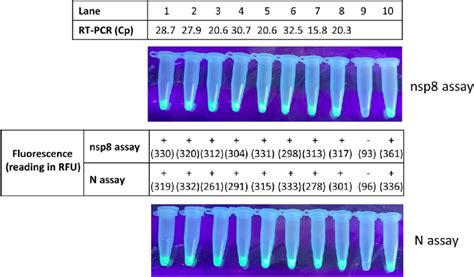 Detection Of Omicron Variants By The Nsp8 And N Gene Rt Lamp Crispr Download Scientific Diagram