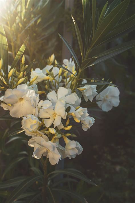 무료 이미지 자연스러운 꽃잎 작은 가지 육상 식물 행사 꽃 피는 식물 서브 덤불 관목 나무 야생화 플로리스트 리 플로랄 디자인 꽃꽂이 초본 식물