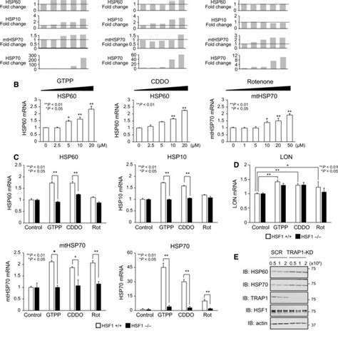 Hsf1 Is Required For The Activation Of Mitochondrial Chaperone Genes