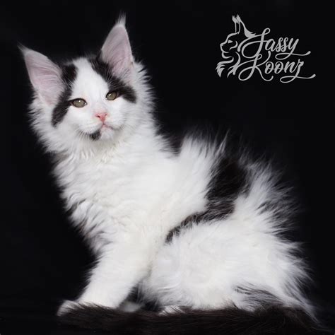 Maine Coon Colors And Patterns Full Color Photographs