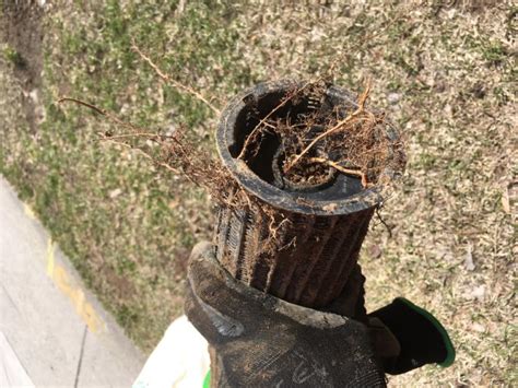 Case Study Aeration Tubes And Tree Root Growth Cohen Master Trees