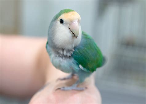 The Parrot Sanctuary Floofy