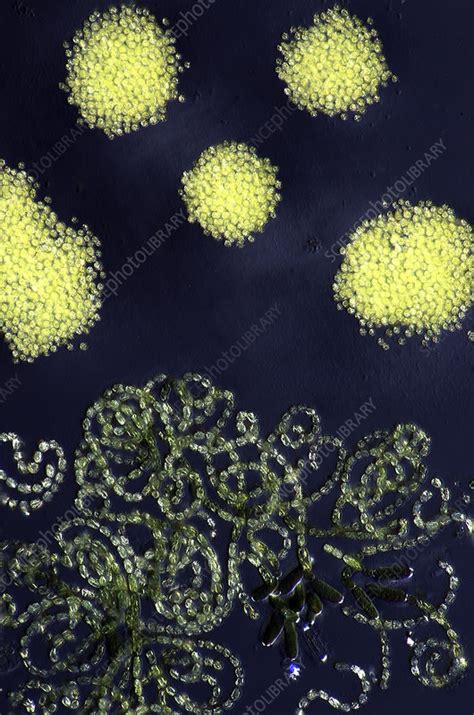 Cyanobacteria Light Micrograph Stock Image C0268326 Science