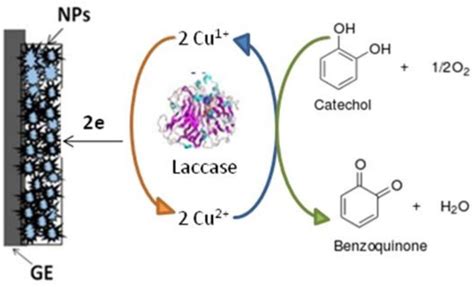 Article Mdpi Nanomaterials Biochemical Laccase Biosensors Sensors Openaccess Abstract