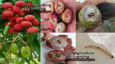 Agriculturelearning The Biggest Field Of Agricultural Information In