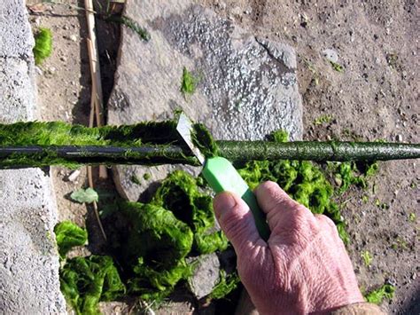 Diy String Algae Collector Brush