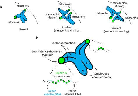 Asymmetry In Minor Satellite Dna Leads To Centromere Drive In Mice A Download Scientific