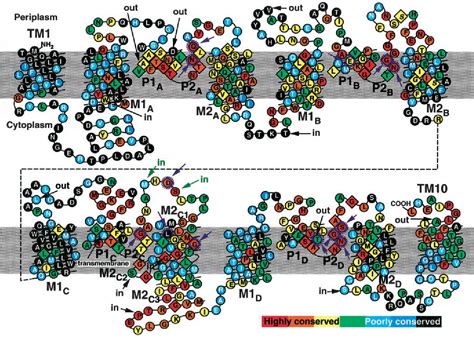 Figure 2 From Does The Kdpa Subunit From The High Affinity K