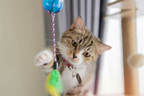 Diy Enrichment Toys For Your Cat Aaha