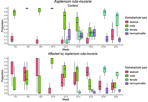 Sexual Expression Pattern Of Asplenium Ruta Muraria Gametophytes In A