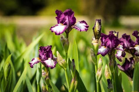 Обои Цветы Ирисы обои для рабочего стола фотографии цветы ирисы касатики Обои для рабочего