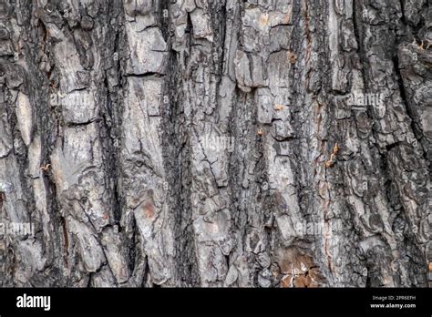 Tree Bark With Fine Natural Structures And Patina Of Rough Tree Bark As Natural And Ecological