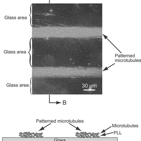 Fabrication And Collection Process For Mems Structures Download