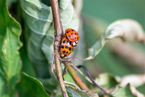 Pair Of Ladybugs Having Sex On A Leaf As Couple In Close Up To Create